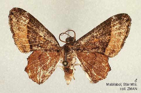 Papua Insects Foundation (Lepidoptera/Uraniidae/Epipleminae/Monobolodes ...